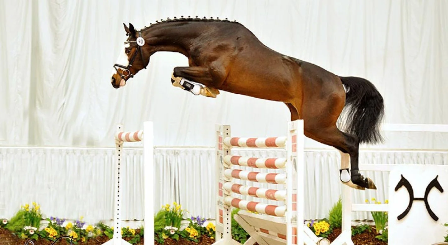 Spot Cash – 2011 Dark Bay Hanoverian Stallion — Dreamscape Farm
