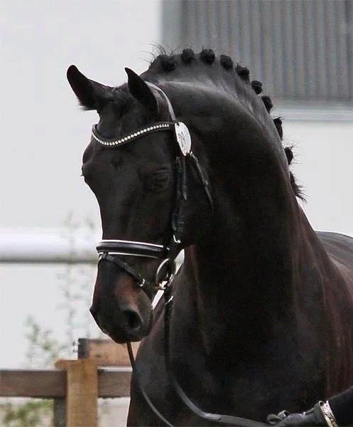 Banderas, 2006 Bay Oldenburg Stallion — Dreamscape Farm