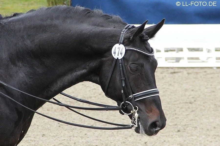 Banderas, 2006 Bay Oldenburg Stallion — Dreamscape Farm