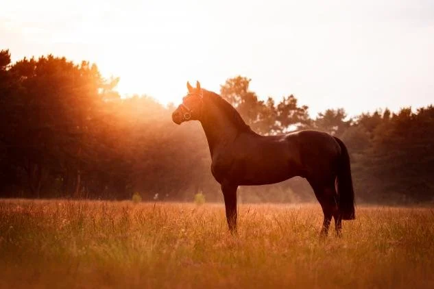 Viscount , 2009 Black Hanoverian Stallion — Dreamscape Farm