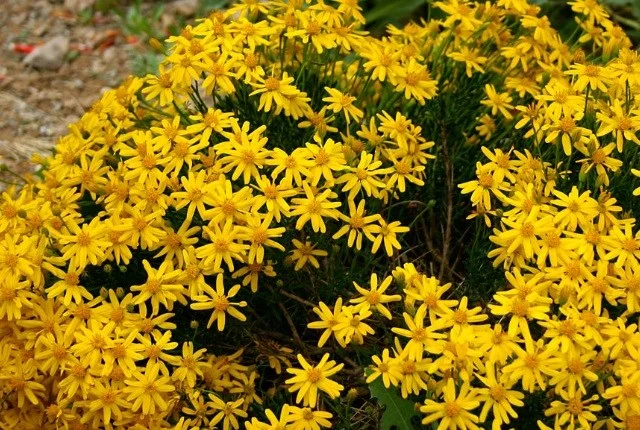Create your own seasons in Los Angeles with these drought tolerant plants — Floresartscape.com