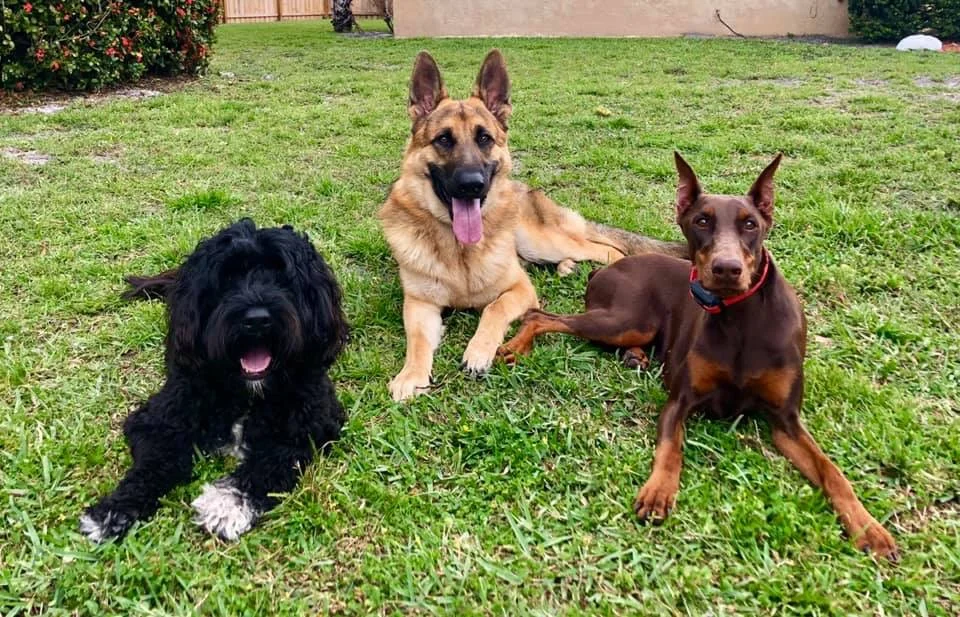Photos — Dogs In Bloom | Treasure Coast Dog Training