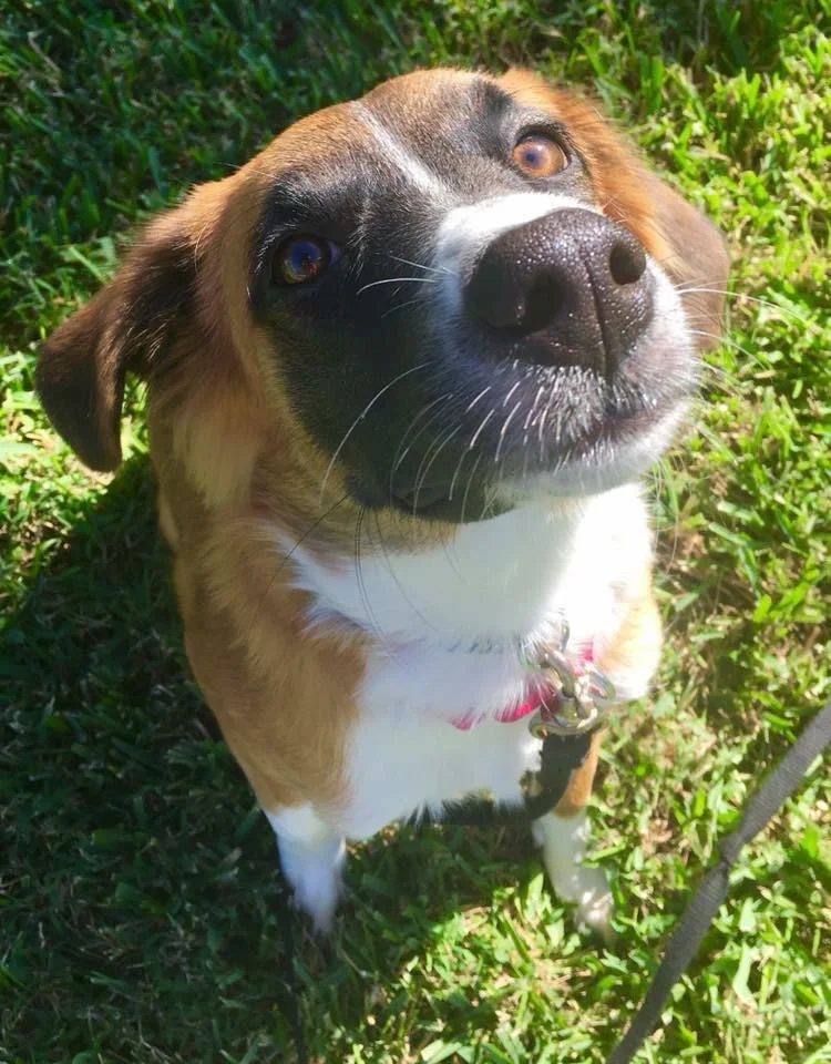 Photos — Dogs In Bloom | Treasure Coast Dog Training
