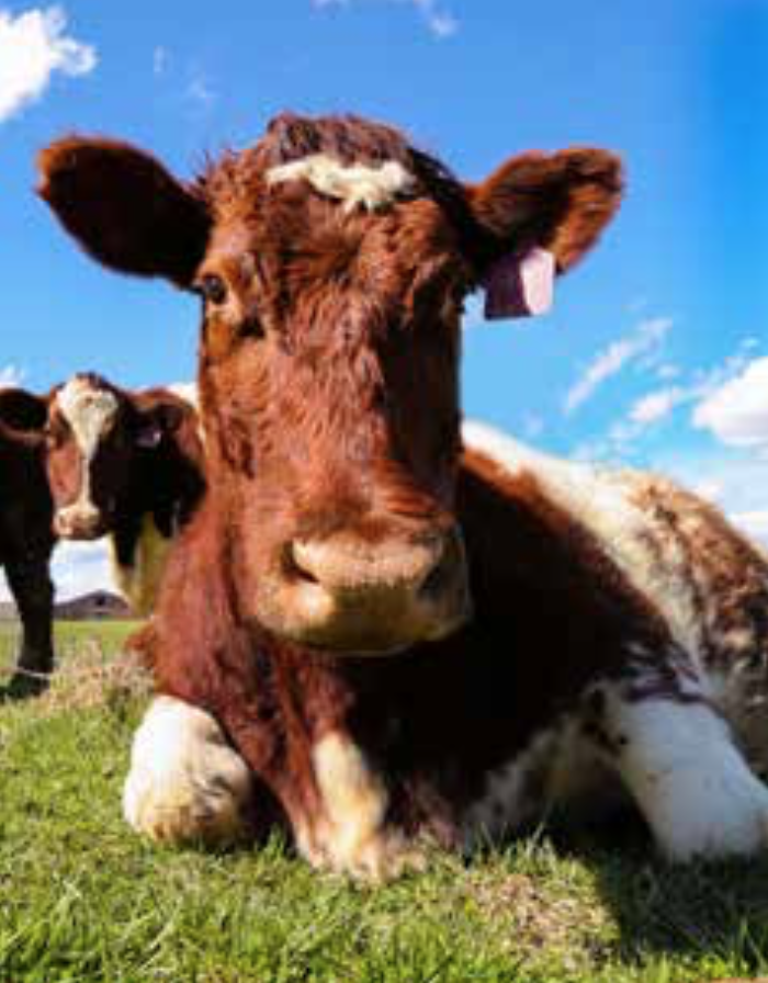 Beef Cattle — KyFoodandFarm.info