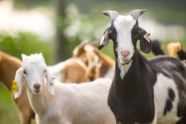 Goats — KyFoodandFarm.info