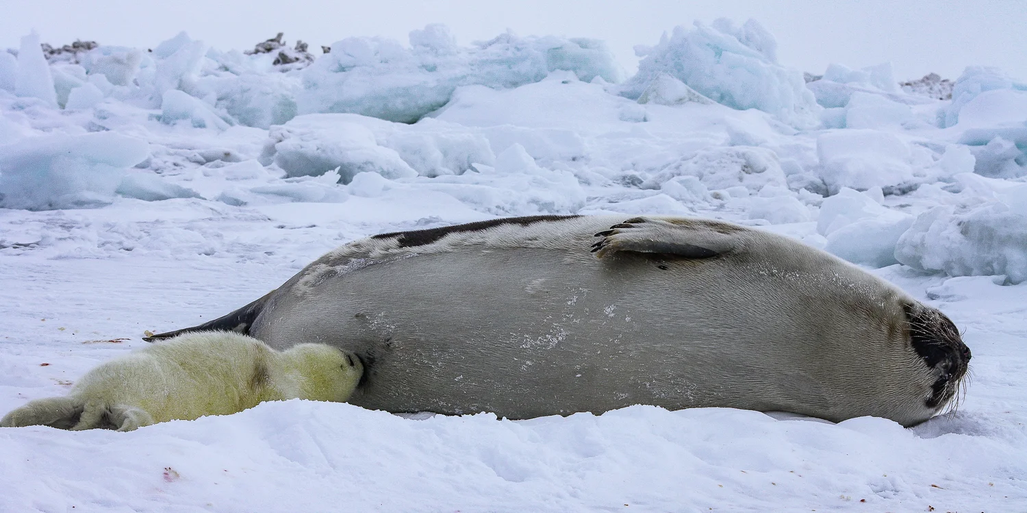 Seal-Tourism: On Canadian Ice With The Baby Harps — JONAA, Journal of ...