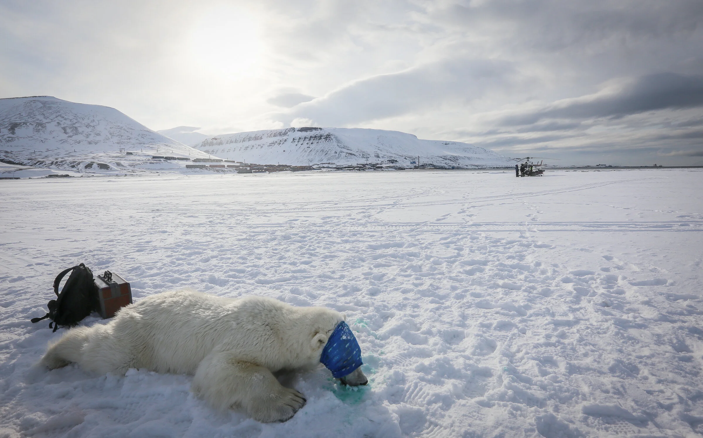 Polar bears: A Delight, Nuisance And Danger — JONAA, Journal of the ...