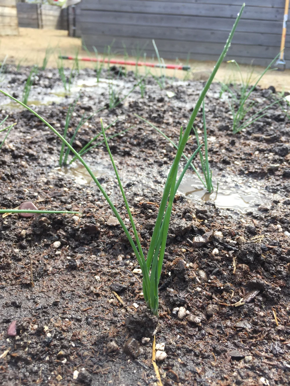 Planting Superb Onions — Garden City Harvest