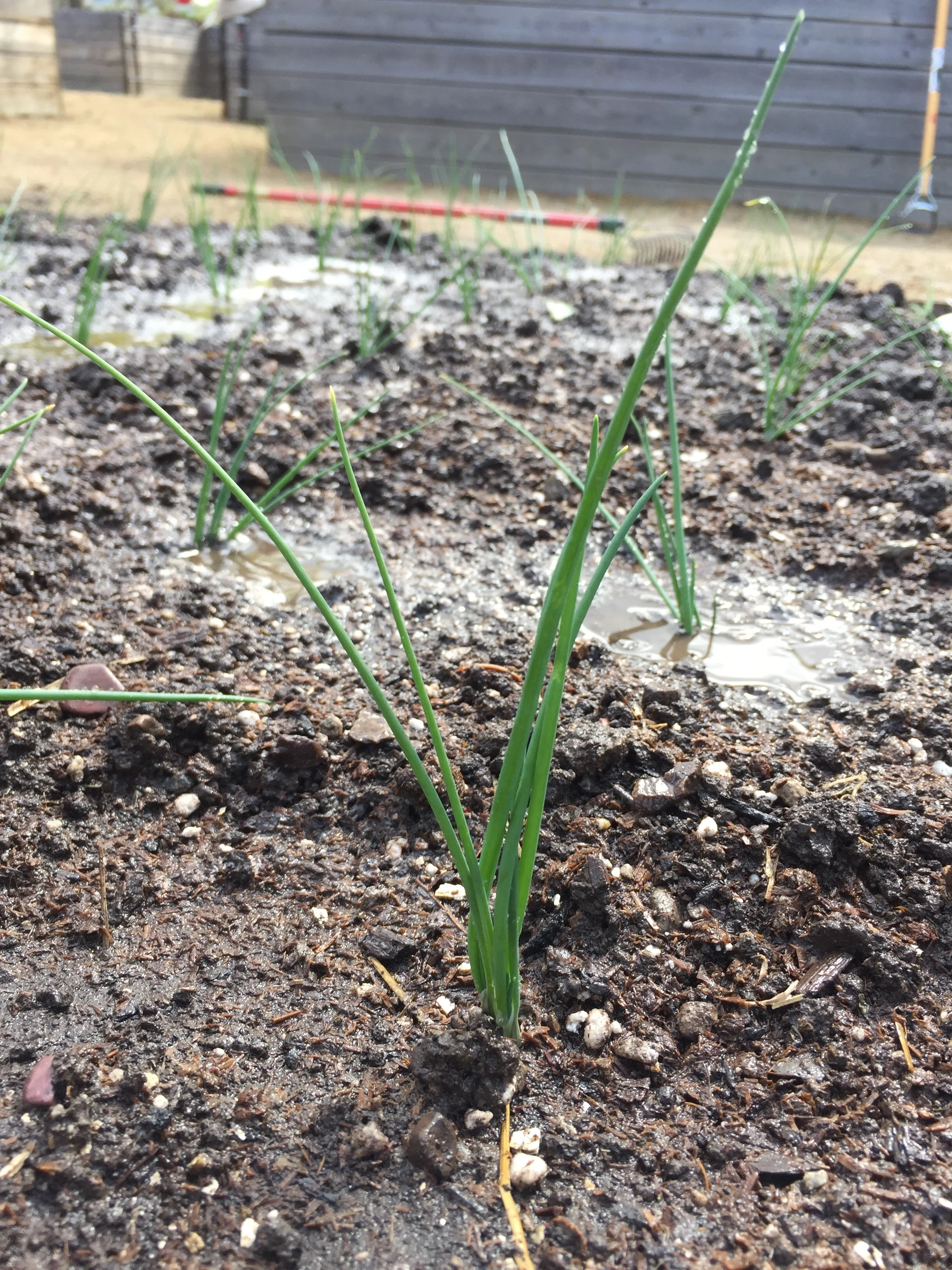 Planting Superb Onions — Garden City Harvest