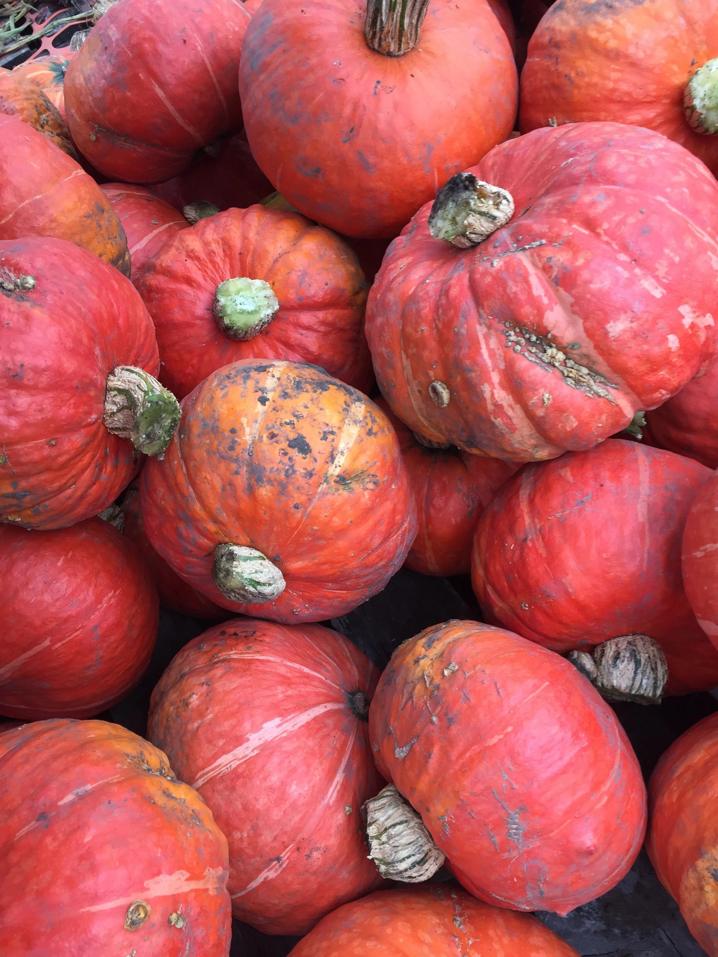 Everything You Need to Know About Winter Squash — Garden City Harvest