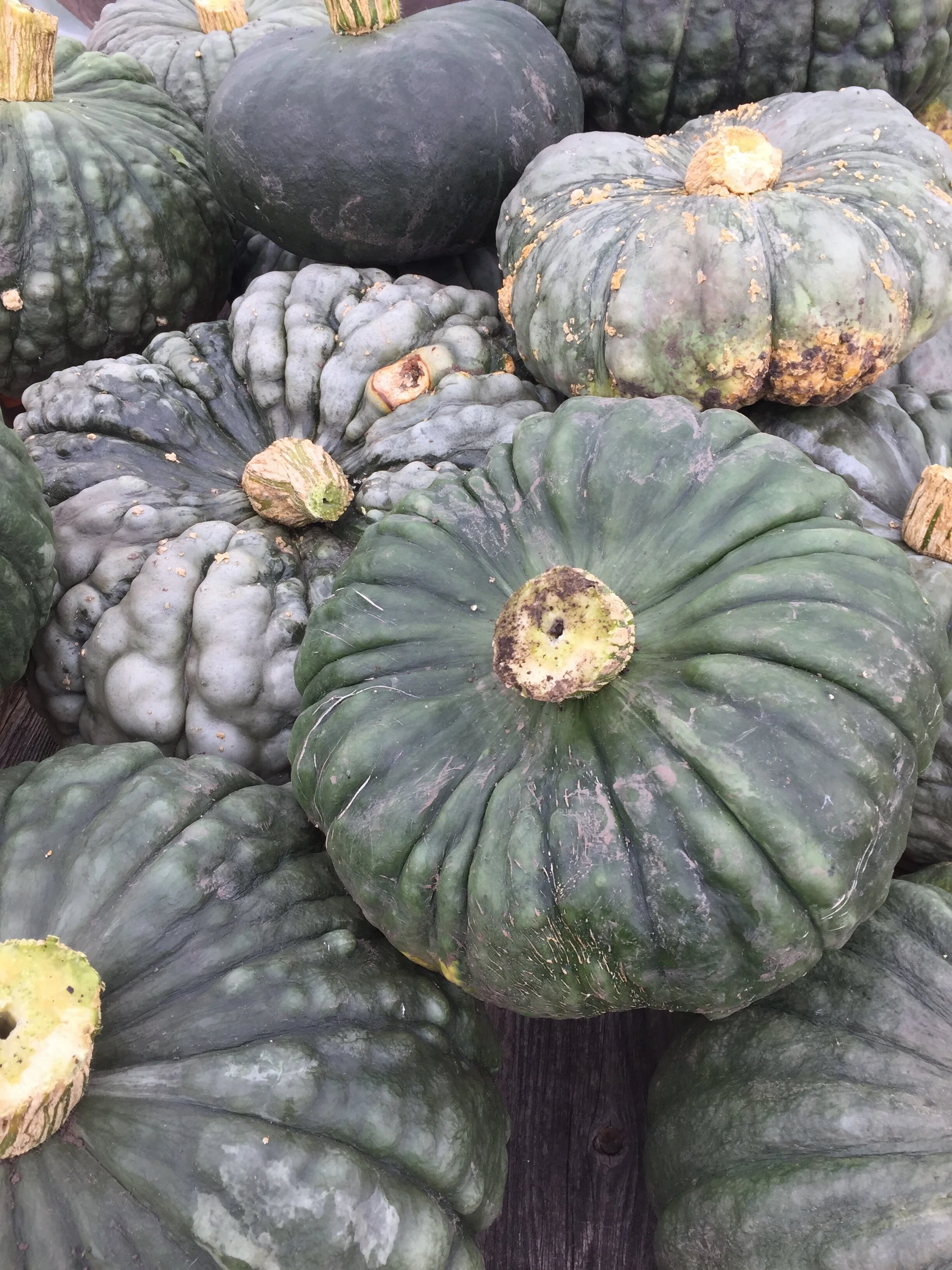 Everything You Need to Know About Winter Squash — Garden City Harvest