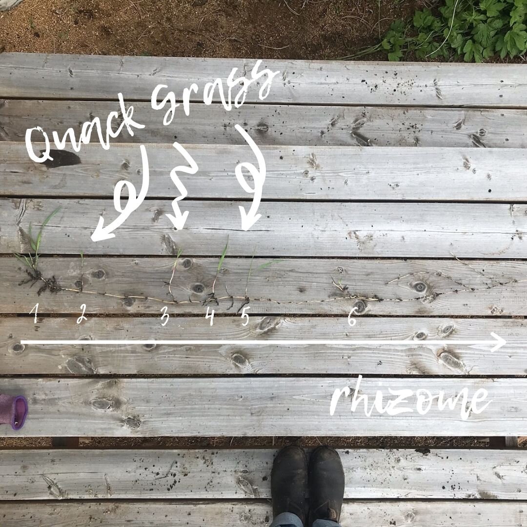 Missoula's Most Ubiquitous Weed - Quack Grass! — Garden City Harvest