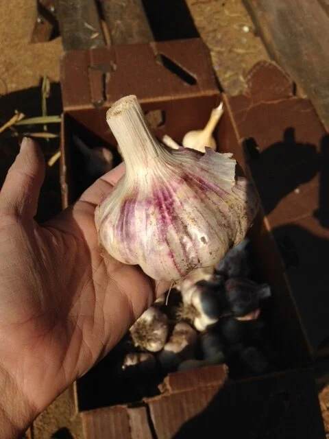 Gardening Garlic: 5 things you need to know — Garden City Harvest