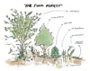 What is a Food Forest? — Garden City Harvest