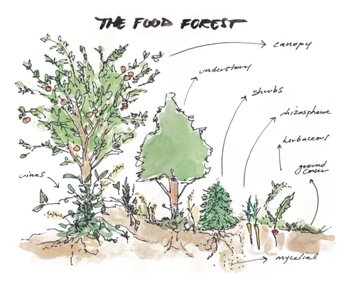 What is a Food Forest? — Garden City Harvest