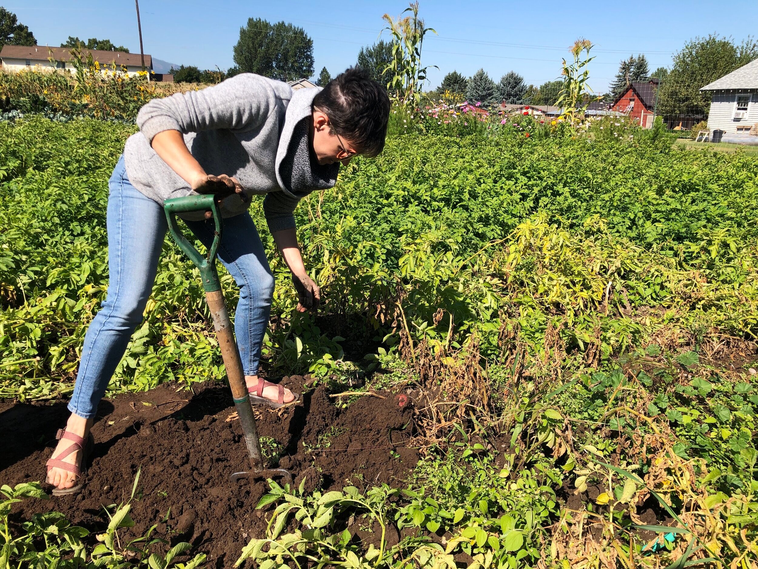 It s Potato Time Garden City Harvest it-s-potato-time-garden-city-harvest
