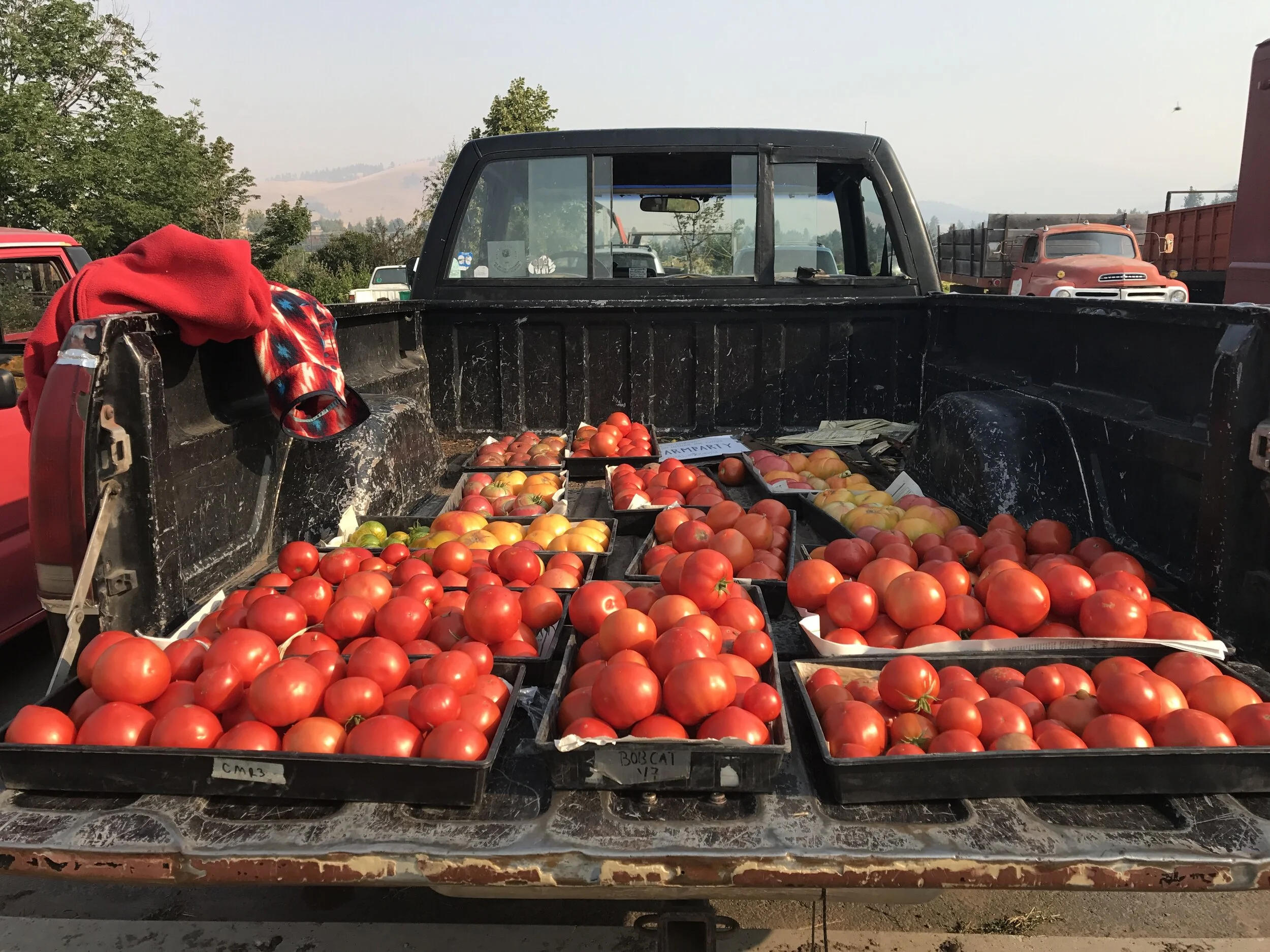 Four Ways to Preserve Tomatoes — Garden City Harvest