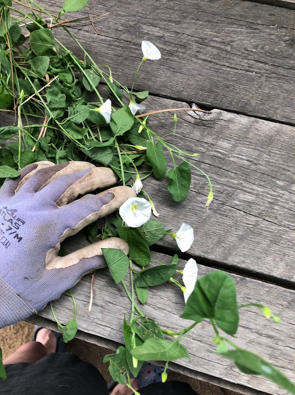 Bitterroot Line Community Garden Orientation — Garden City Harvest