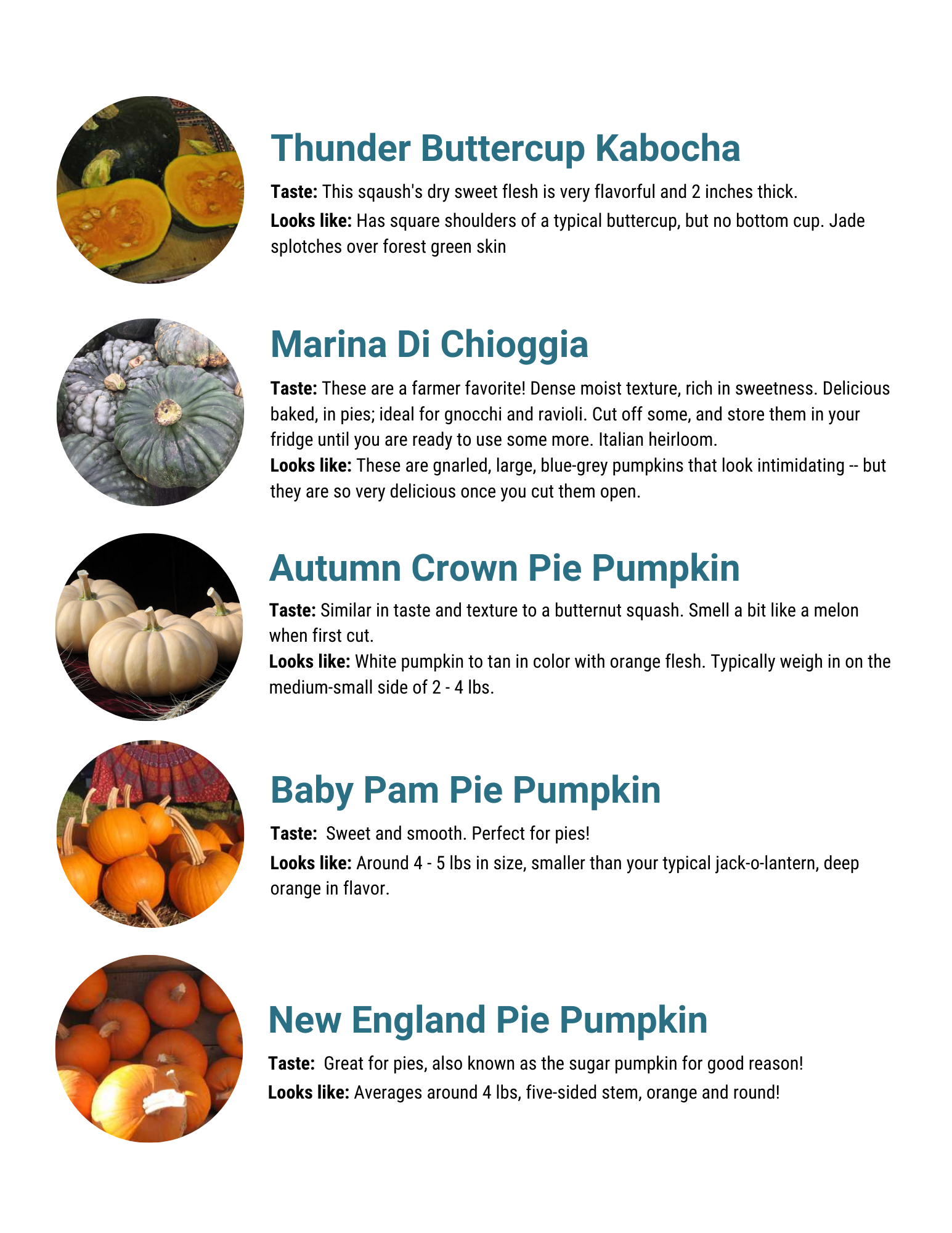 Winter Squash ID and Guide — Garden City Harvest