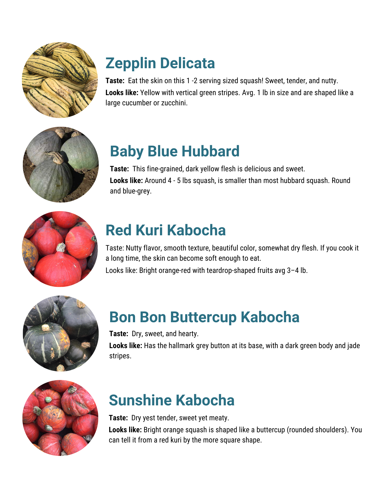 Winter Squash ID and Guide — Garden City Harvest