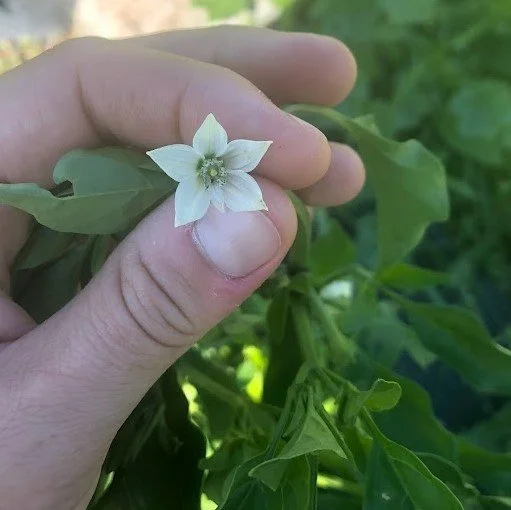 Pollination in the Garden: Bees, Buzz, and Wind — Garden City Harvest