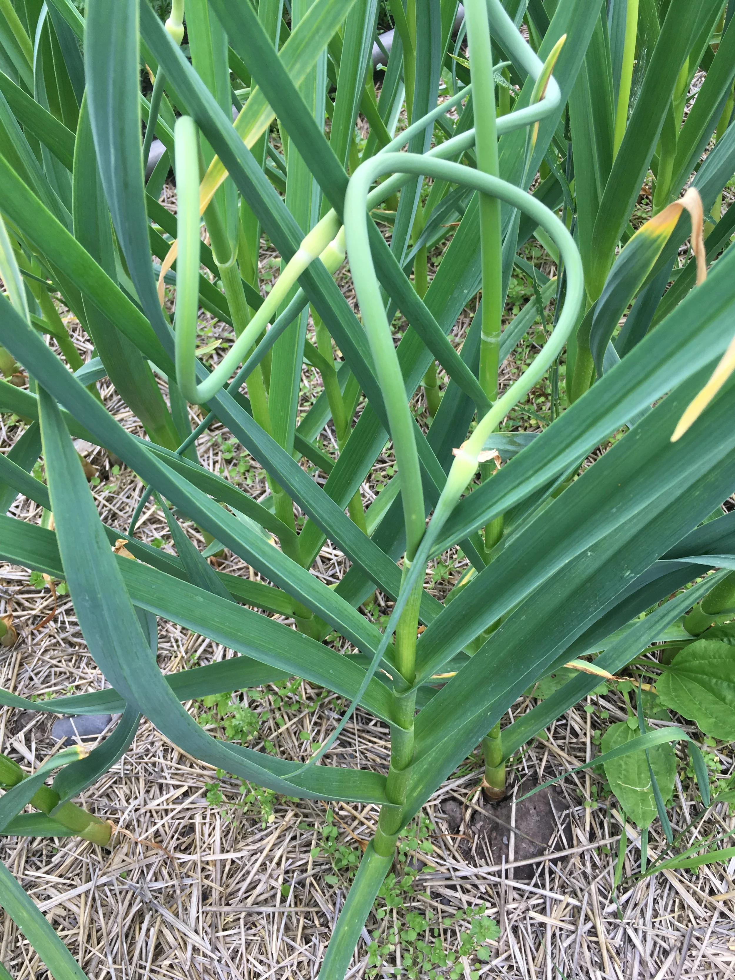 Growing Big Bountiful Garlic — Garden City Harvest