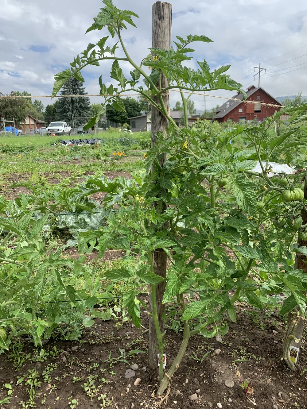 Trellising Tips and Tricks — Garden City Harvest