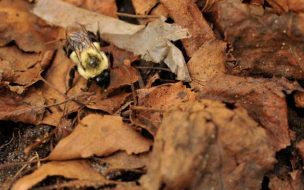 Native pollinators: Creating year-round habitat in your yard and garden ...
