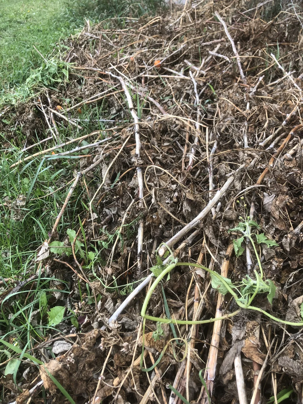 Native pollinators: creating year-round habitat in your yard and garden ...