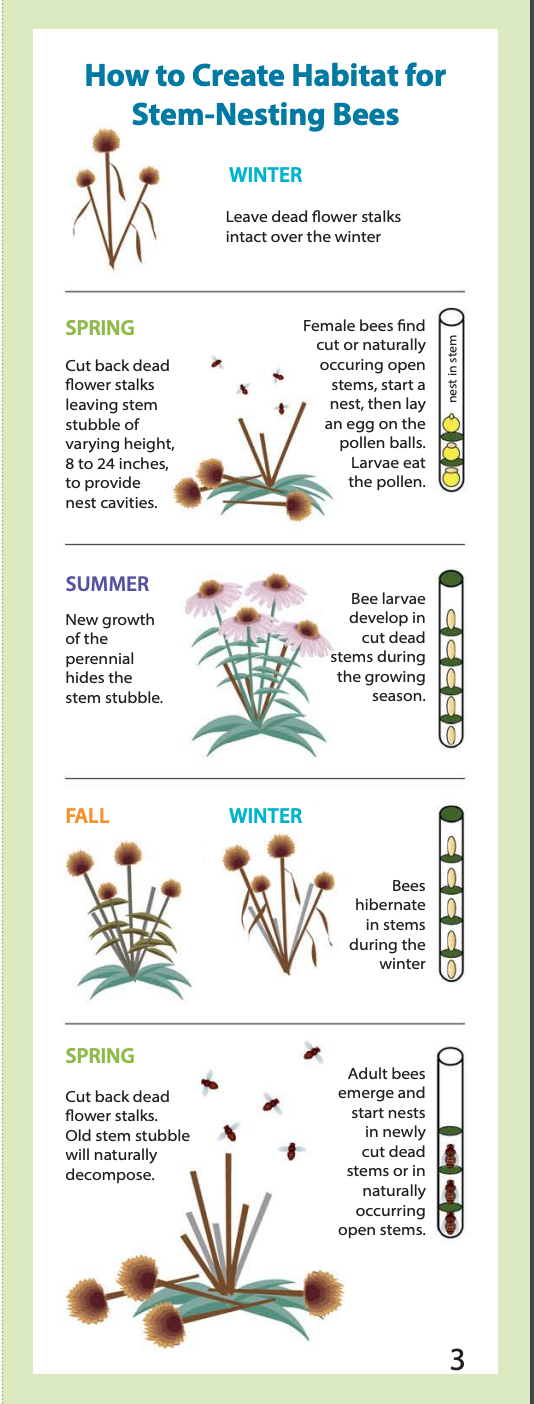 Native pollinators: Creating year-round habitat in your yard and garden ...