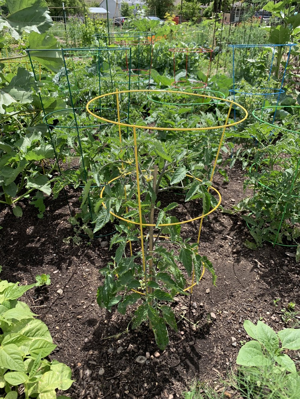 Trellising Tips and Tricks — Garden City Harvest