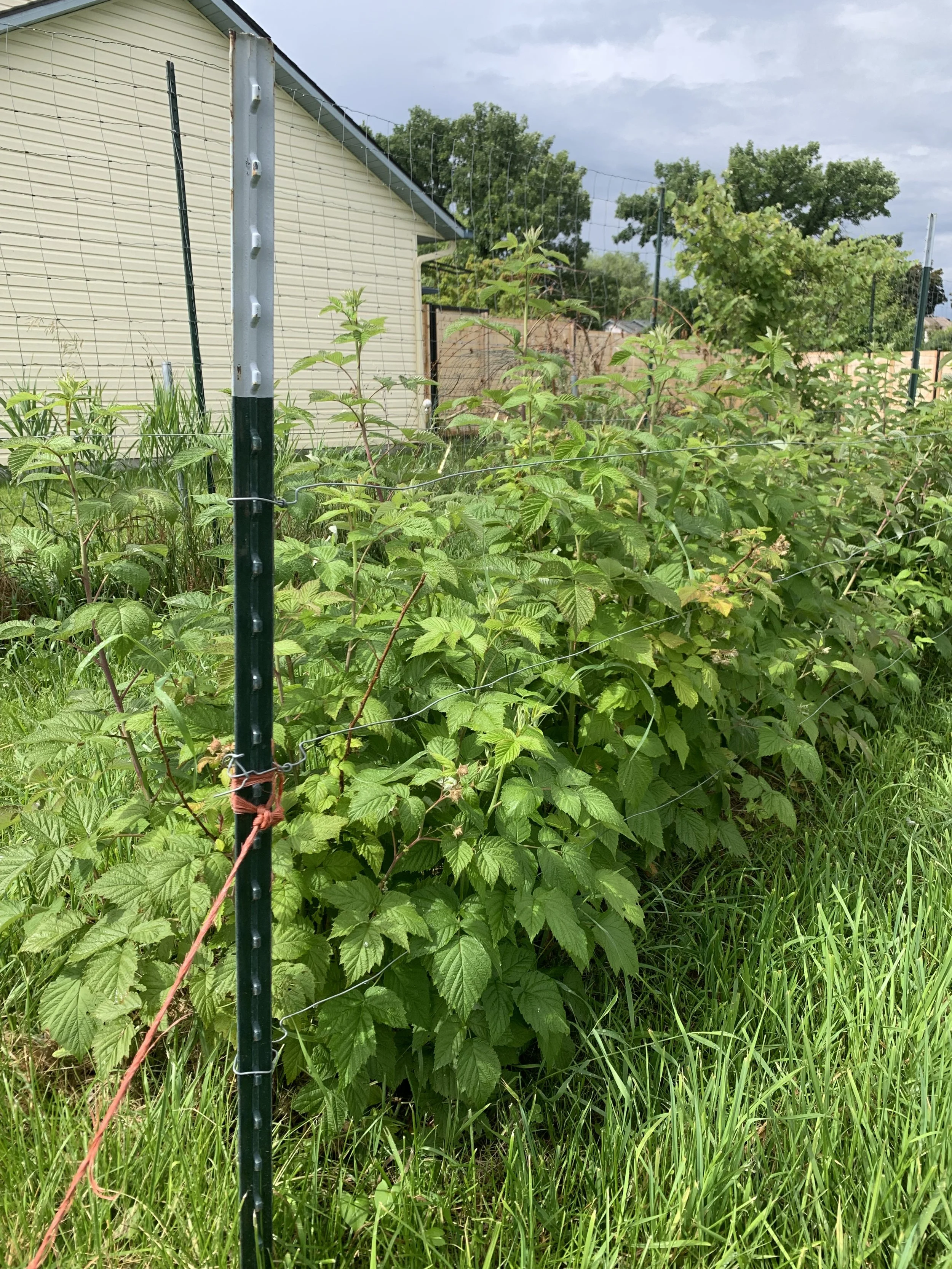 Trellising Tips and Tricks — Garden City Harvest