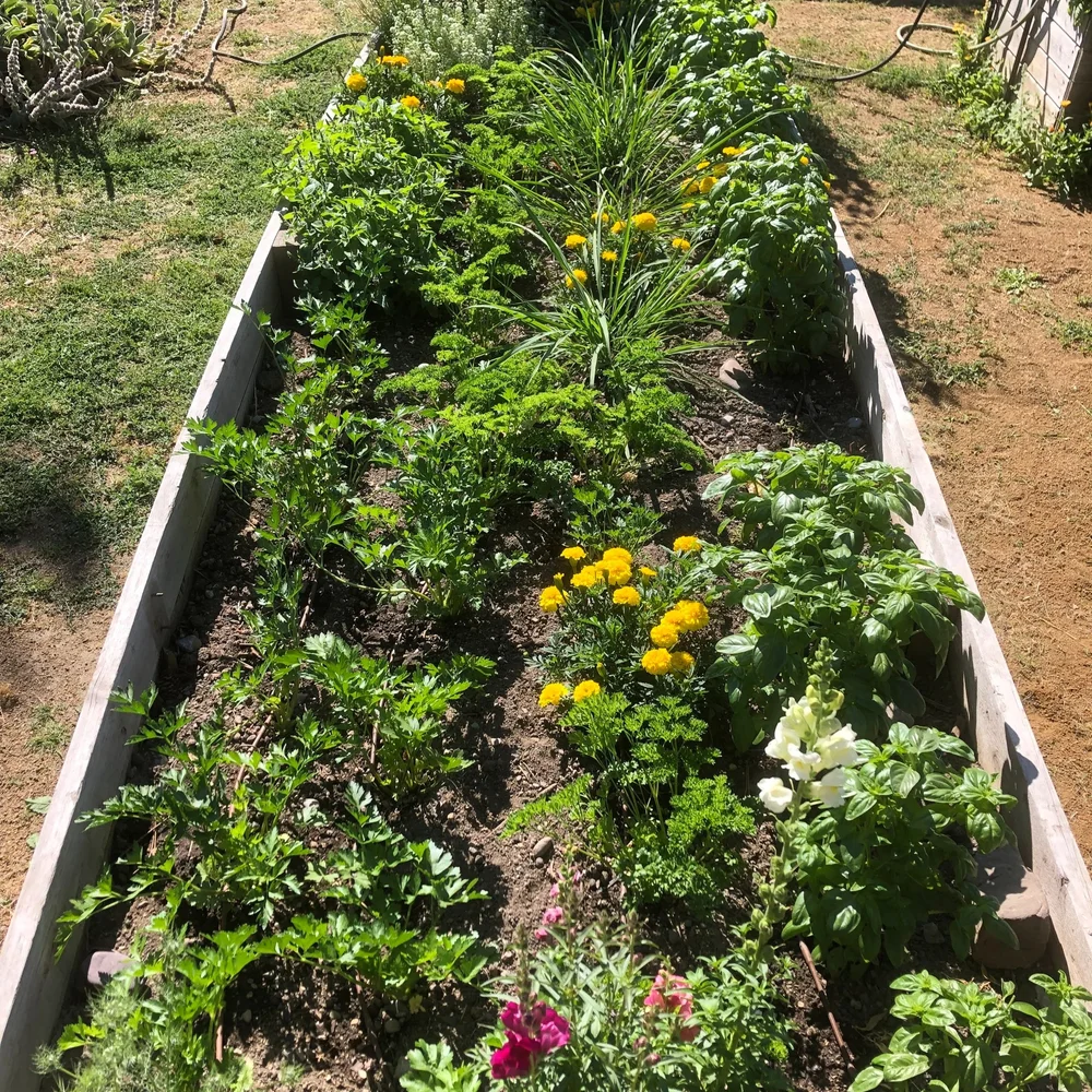 Growing Herbs at Providence Garden — Garden City Harvest