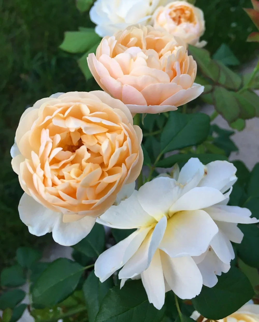 How to Grow David Austin Roses in Containers: My Best Tips for ...