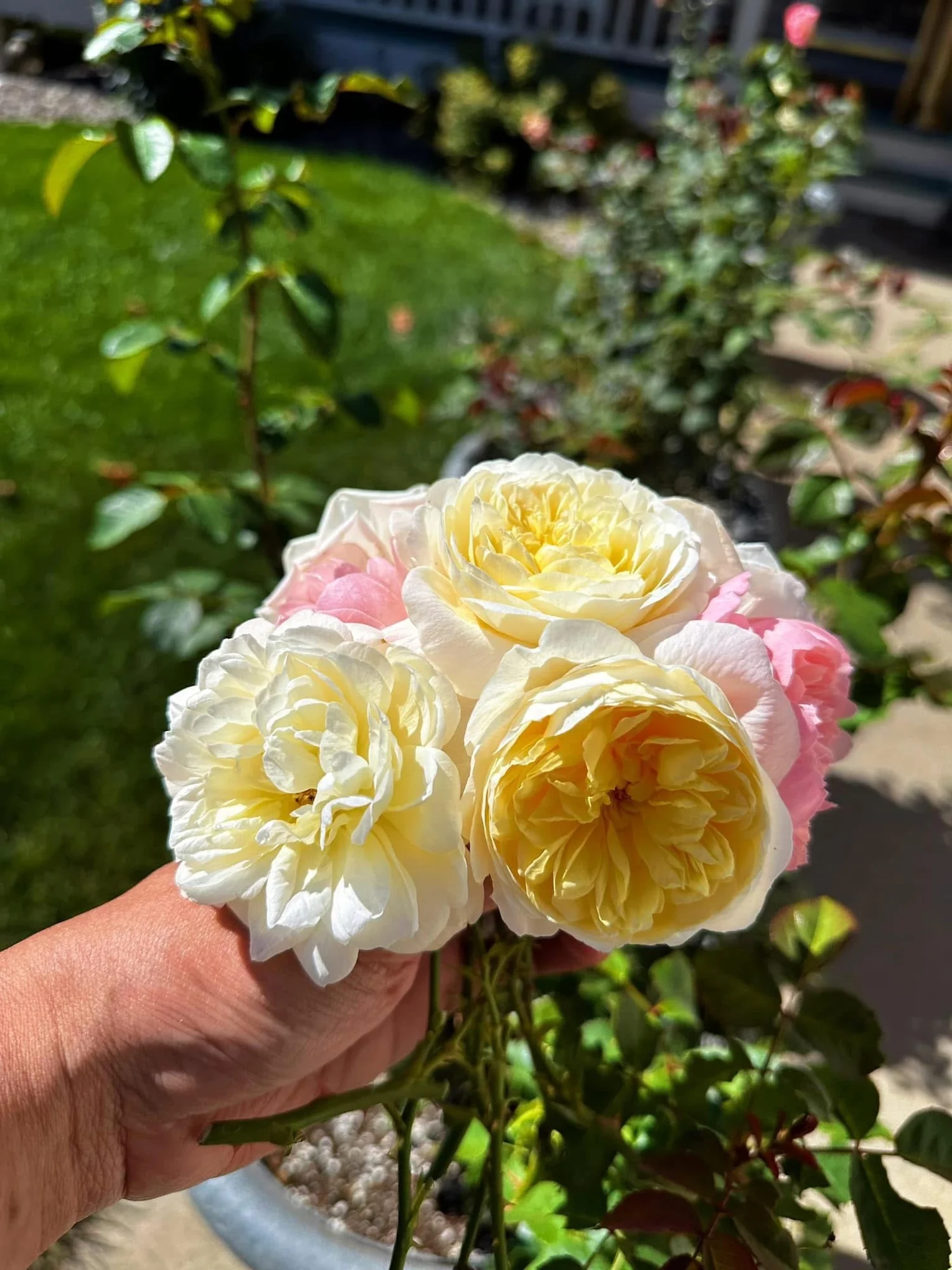 How to Grow David Austin Roses in Containers: My Best Tips for ...