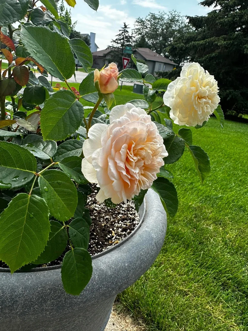 How to Grow David Austin Roses in Containers: My Best Tips for ...