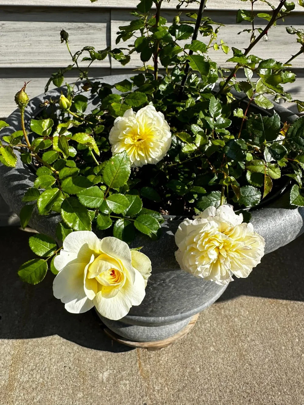 How to Grow David Austin Roses in Containers: My Best Tips for ...