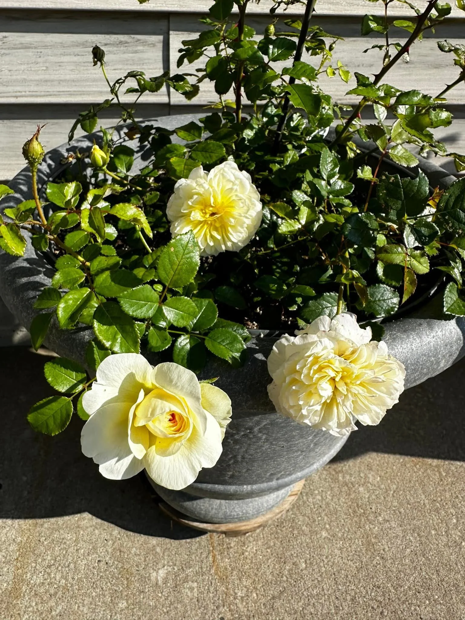 How to Grow David Austin Roses in Containers: My Best Tips for ...