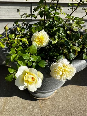 How to Grow David Austin Roses in Containers: My Best Tips for ...