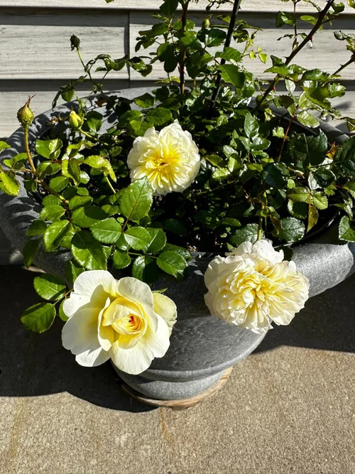 How to Grow David Austin Roses in Containers: My Best Tips for ...