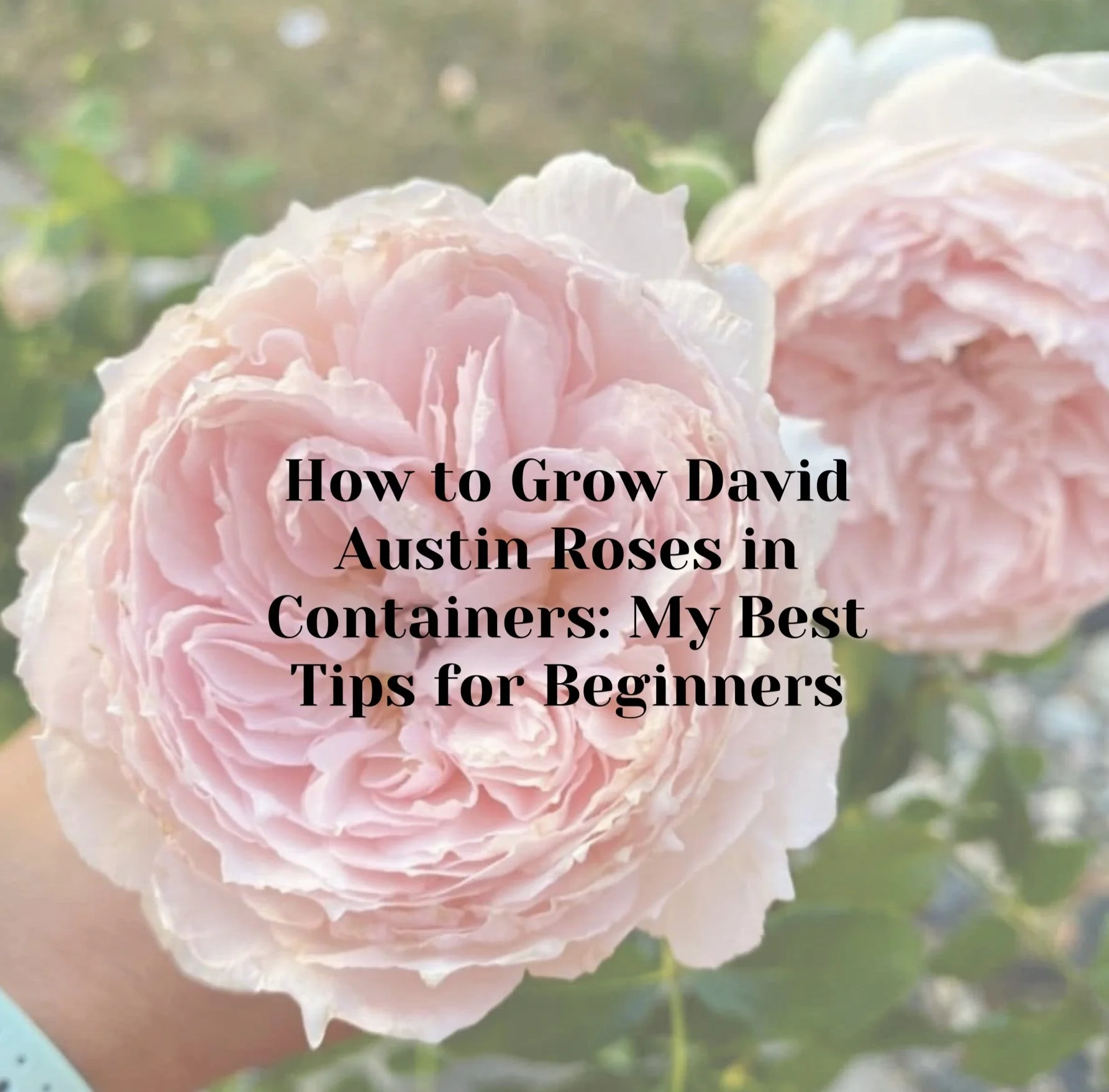 How to Grow David Austin Roses in Containers: My Best Tips for ...