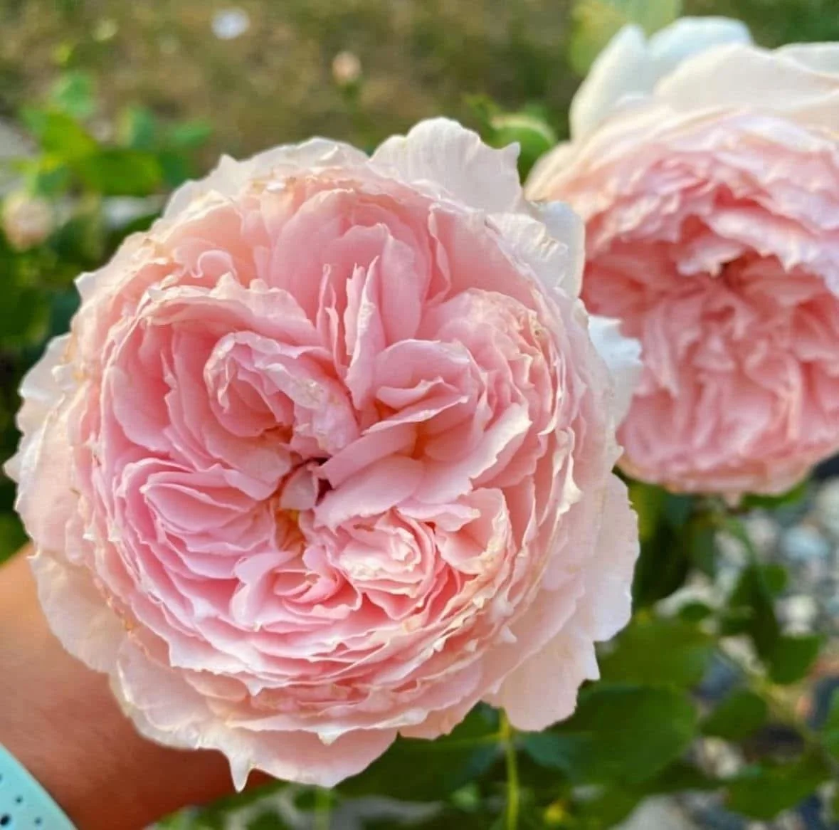How to Grow David Austin Roses in Containers: My Best Tips for ...