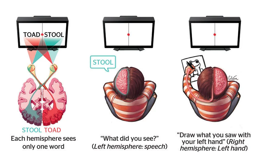 The Brain: the Story of You — artibiotics