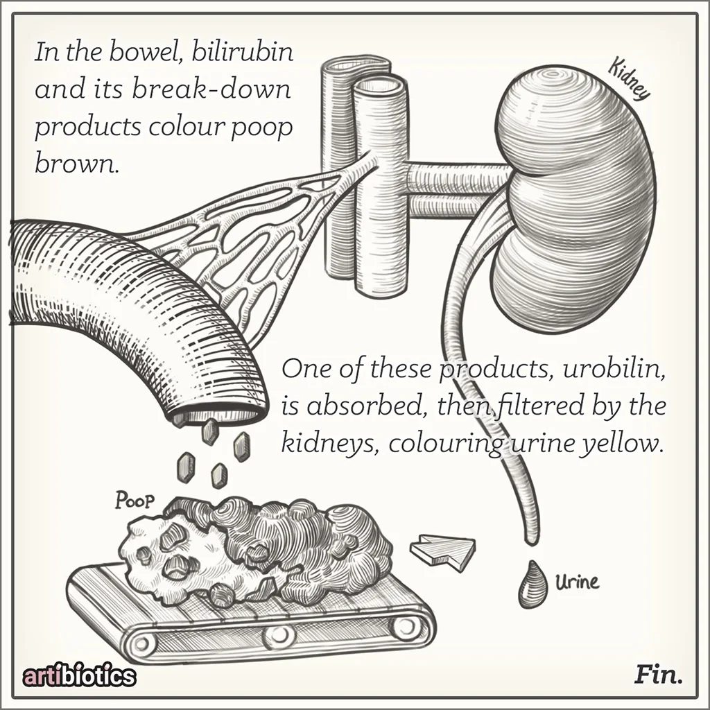Why is urine yellow, and poop brown? A comic. — artibiotics