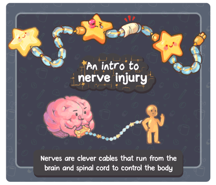 An intro to nerve injury — artibiotics