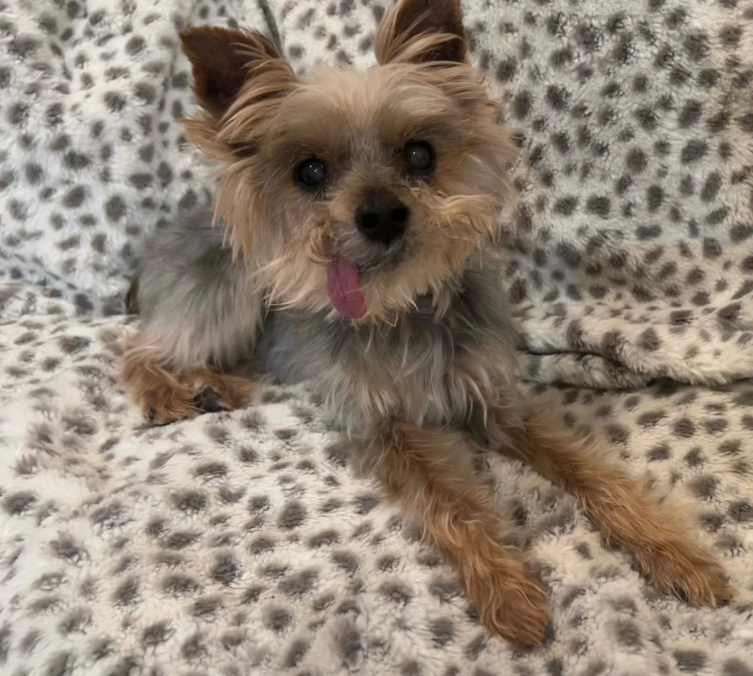 Available Dogs — Yorkie Rescue Of America