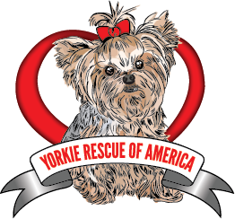Available Dogs — Yorkie Rescue Of America