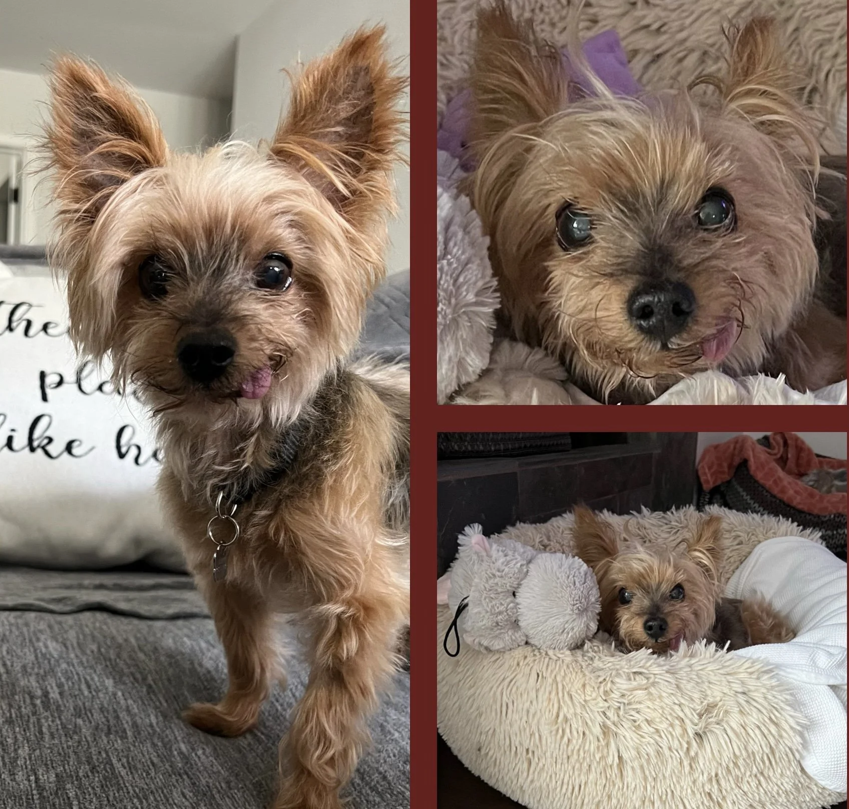 Available Dogs — Yorkie Rescue Of America
