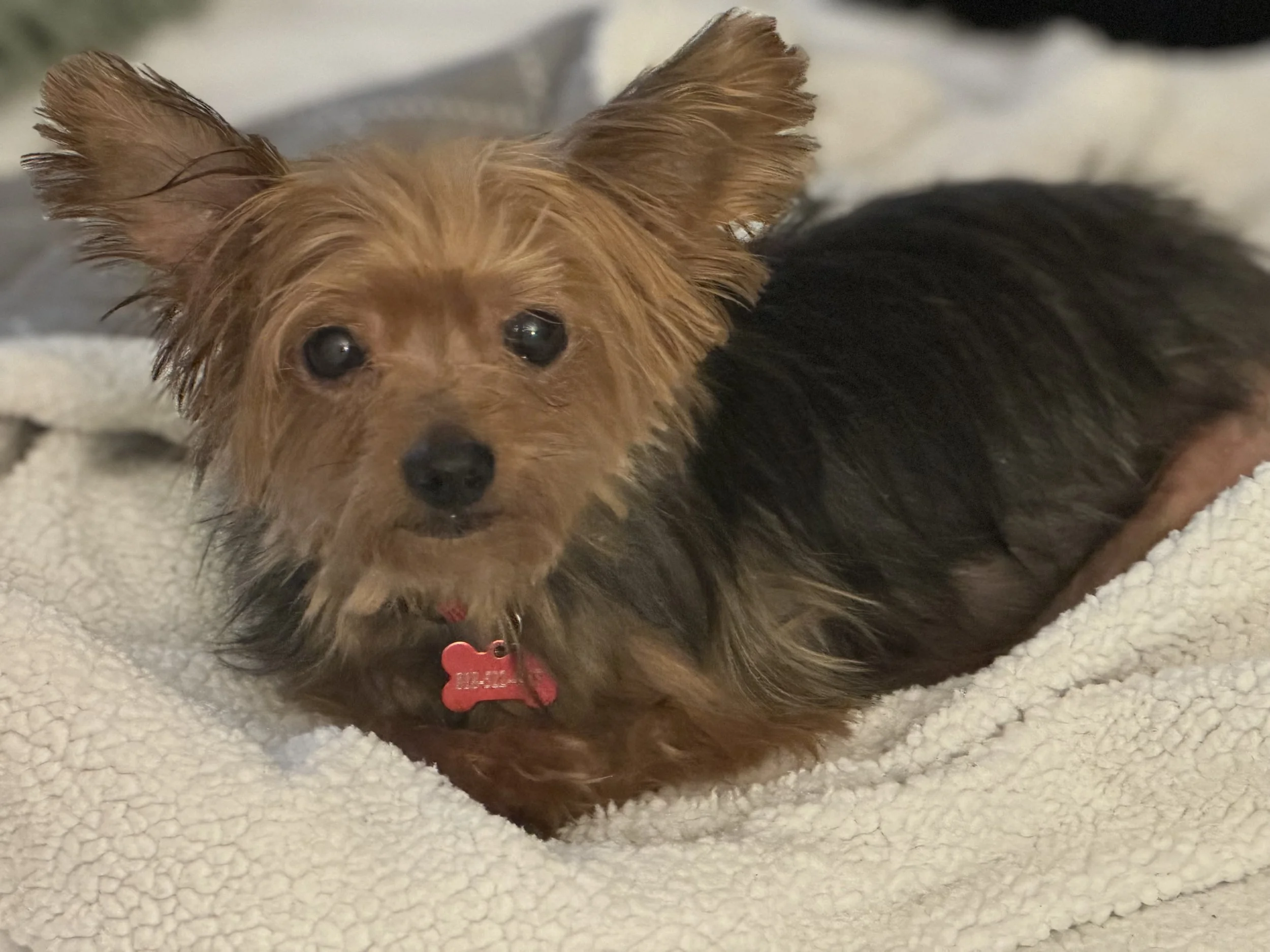 Available Dogs — Yorkie Rescue Of America