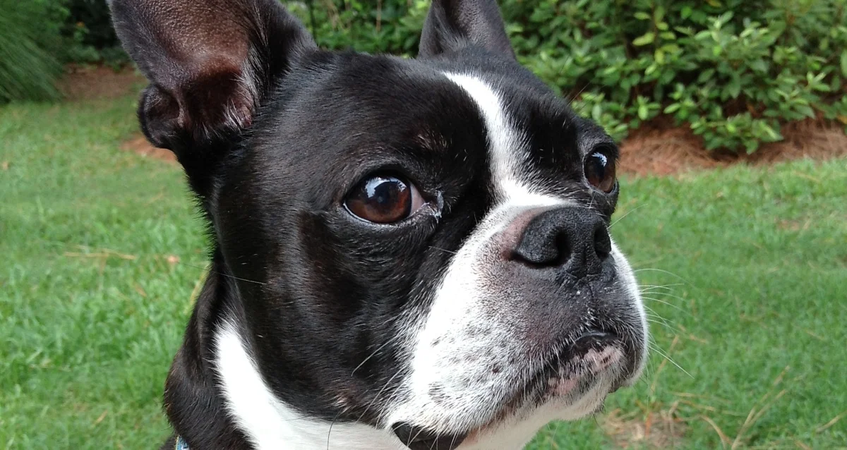 Family Photos — Daniel Island Animal Hospital